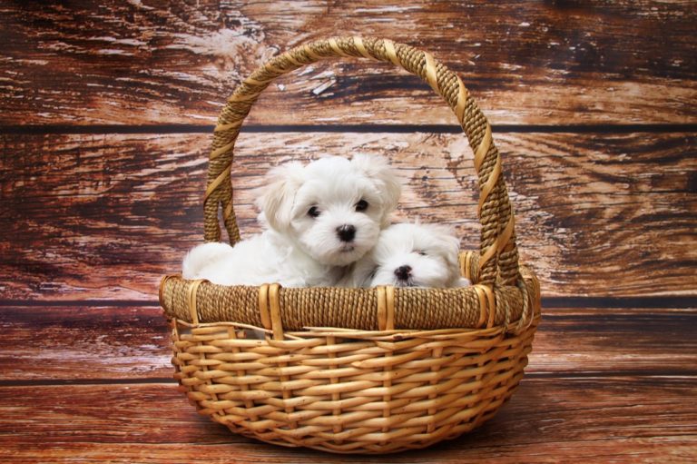 How To Pick A Puppy That Is Right For You - Dogs and Barks