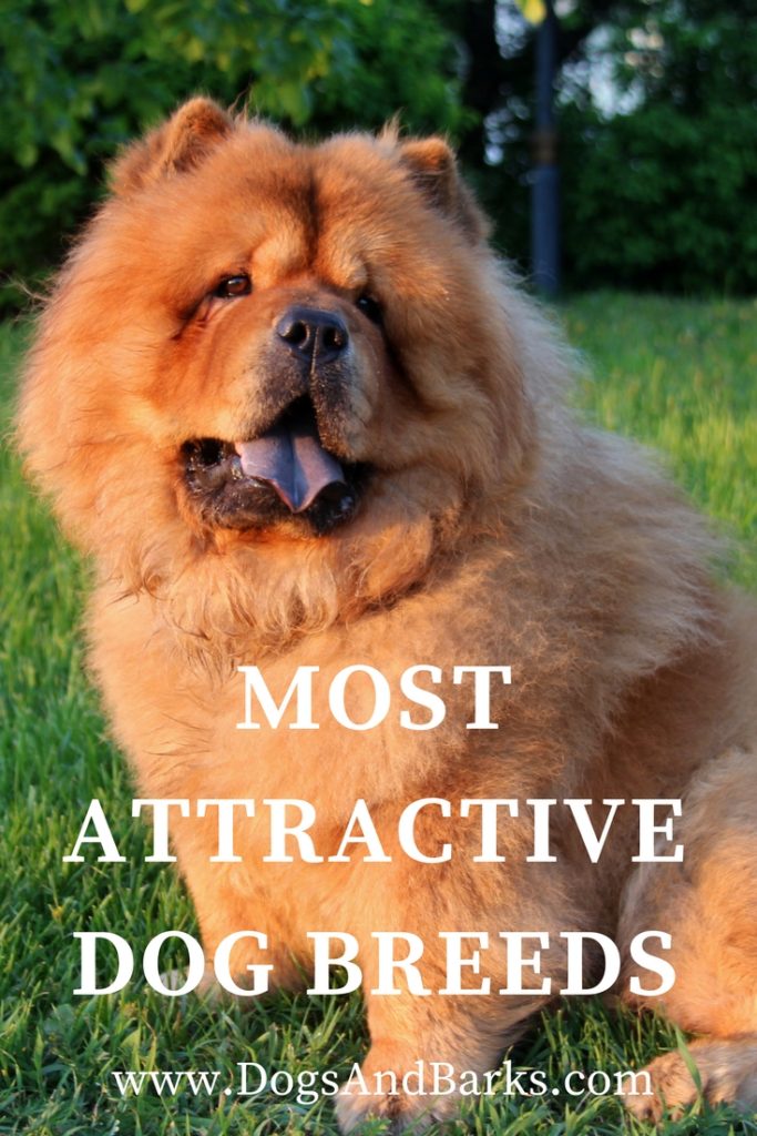 Most Attractive Dog Breeds - Dogs and Barks
