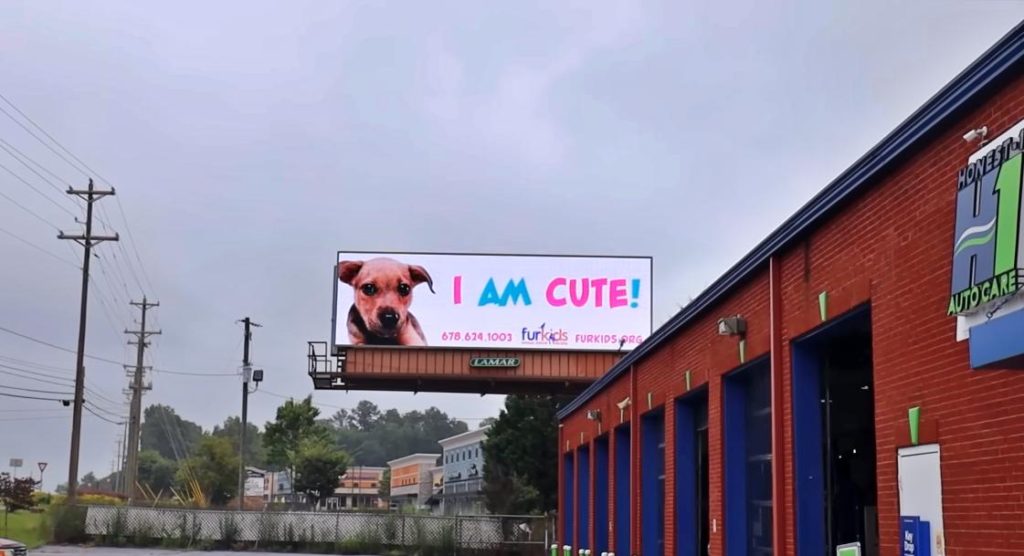 YouTuber Millionaire MrBeast Adopts Entire Dog Shelter