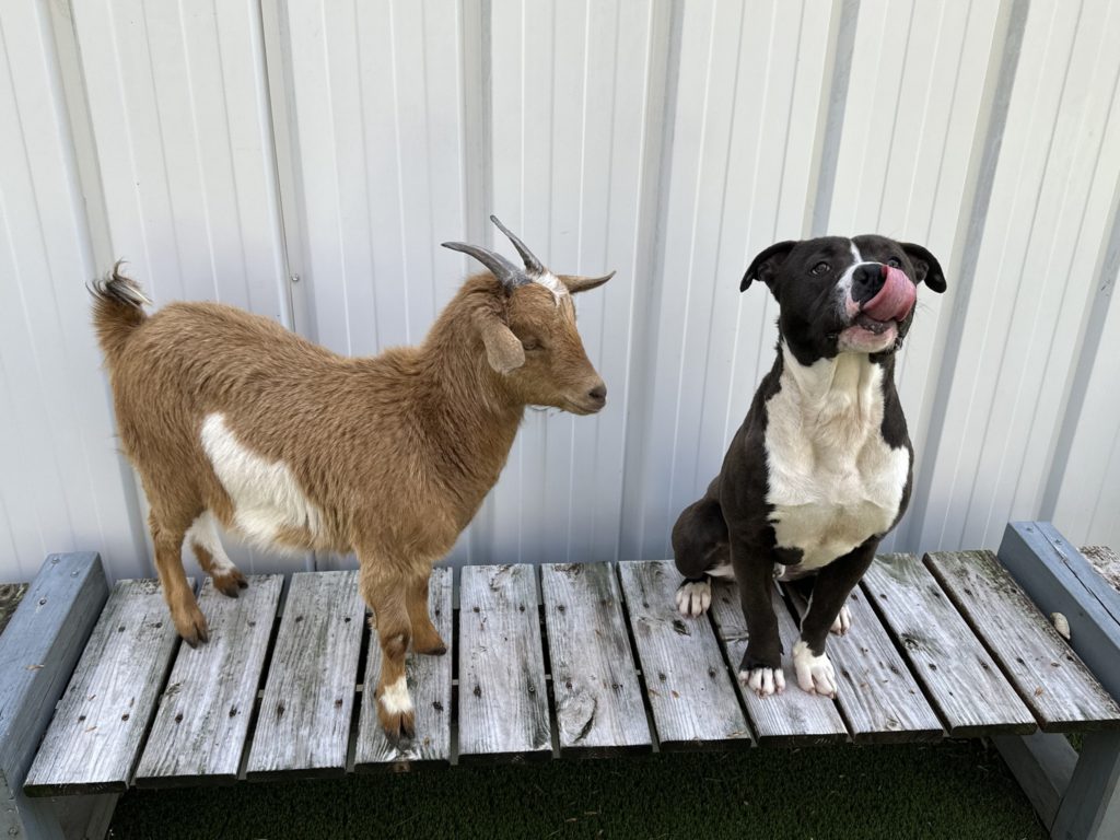 Dog And Goat Besties Find Forever Home In North Carolina