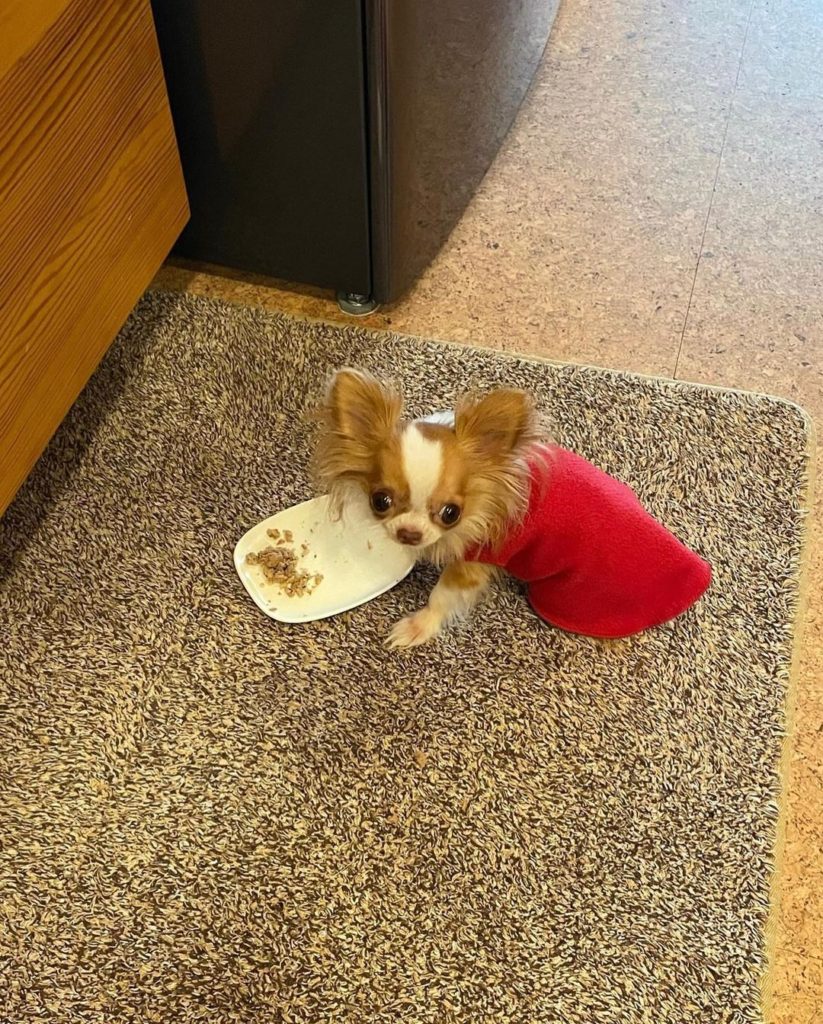 Demi Moore Considers Submitting Her Chihuahua As World’s Shortest ...